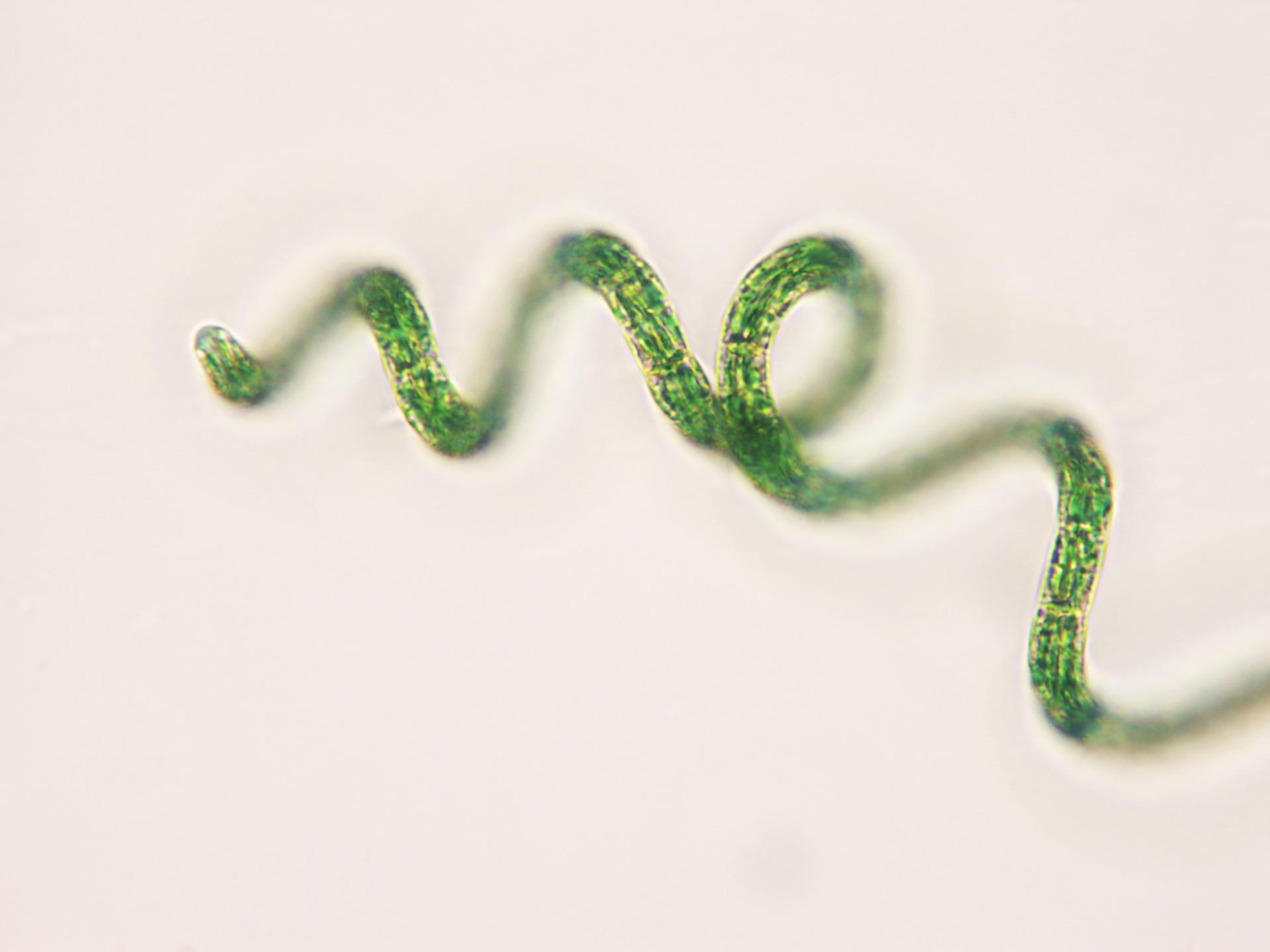 Microalgen – klein maar met enorm veel potentieel! - Flanders' FOOD