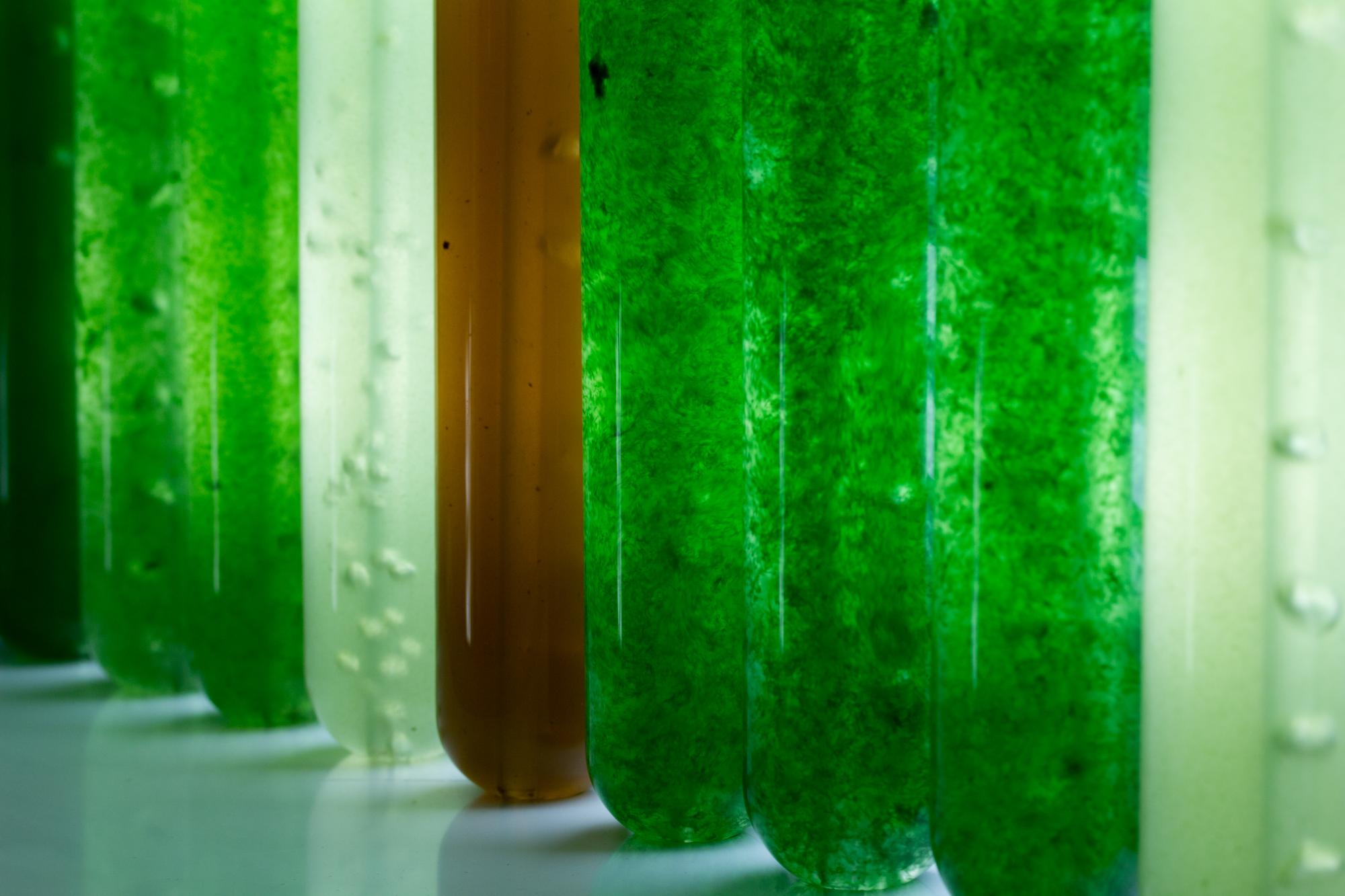 Zijn Microalgen de nieuwe bronnen voor omega-3? - Flanders' FOOD