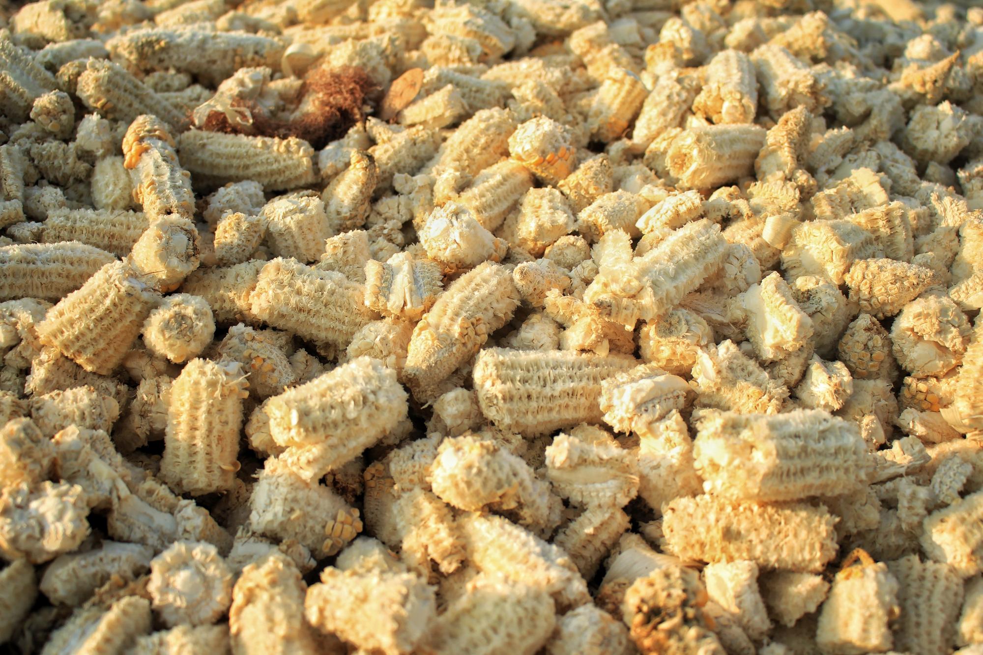 Sustainable animal feed from sweetcorn cobs: meet Trotec - Flanders' FOOD